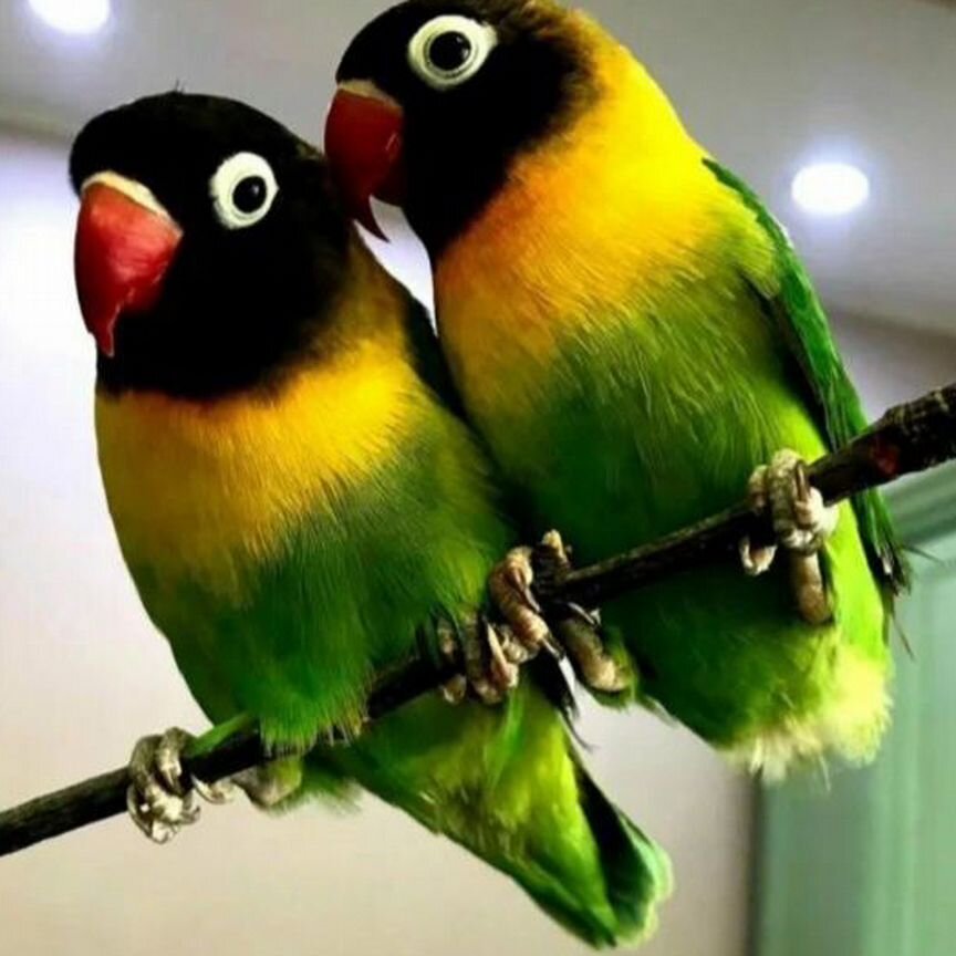 Попугай неразлучники