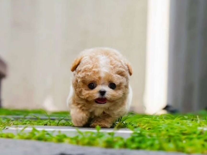 Мальтипу Микро из Кореи уже в России