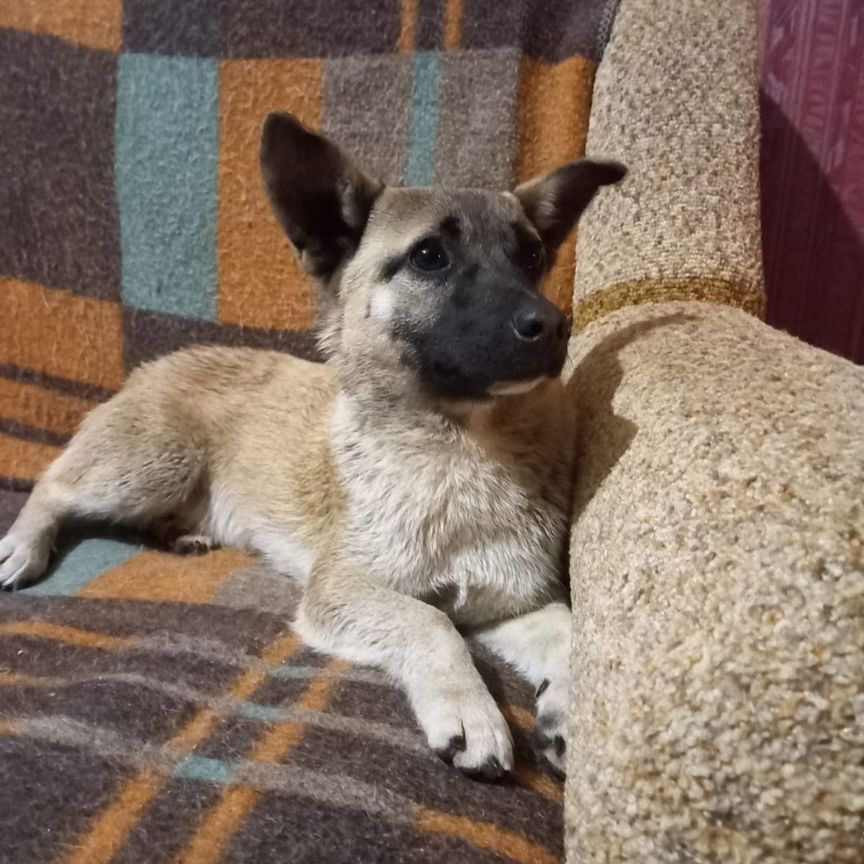 Собака в добрые руки