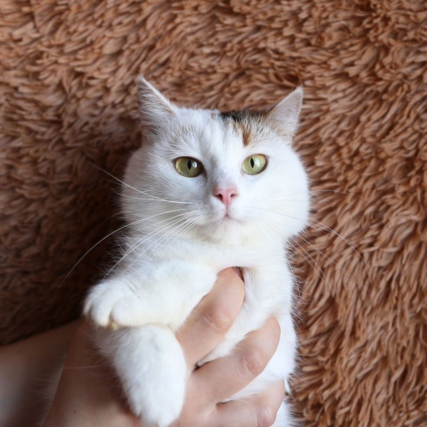 Взрослая, Девочка кошка в добрые руки