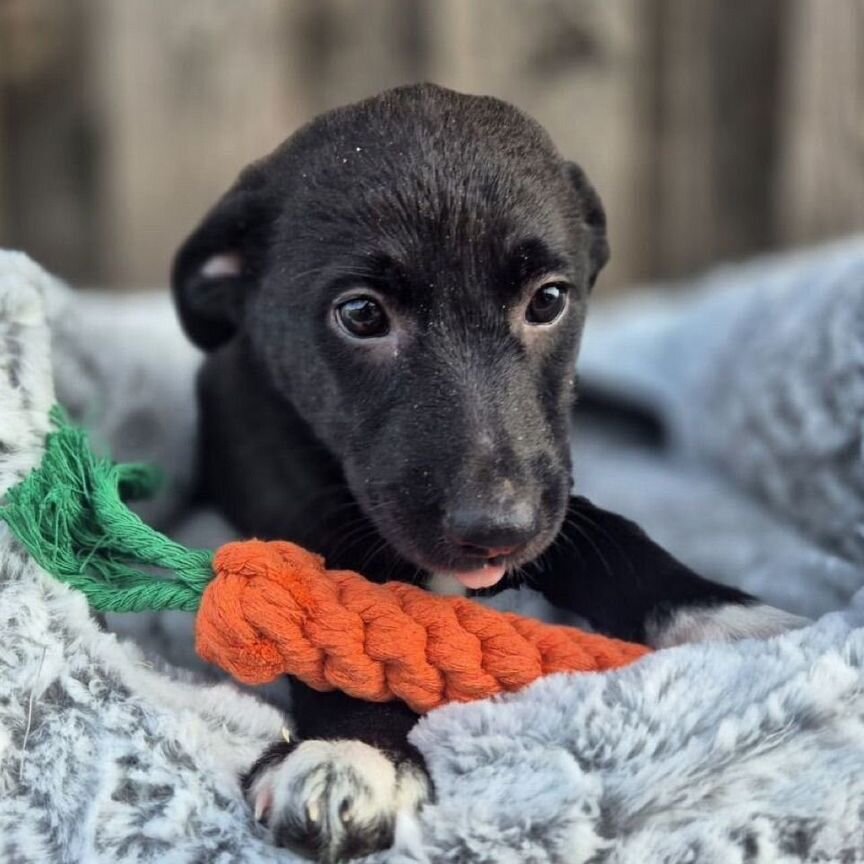 Ласковый щенок в дар