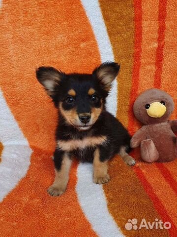 Миниатюрная Пуговка