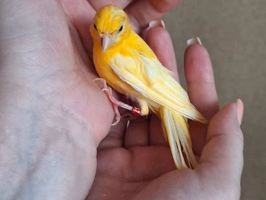 Кенара и канарейки