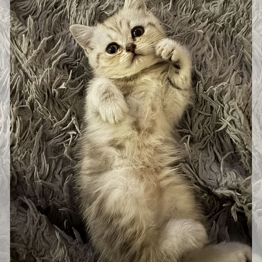 Шотландский прямоухий короткошёрстный котёнок