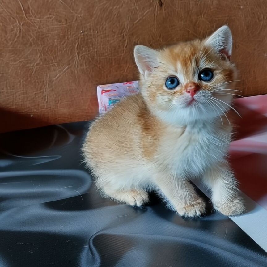 Шотландский прямоухий короткошёрстный котёнок