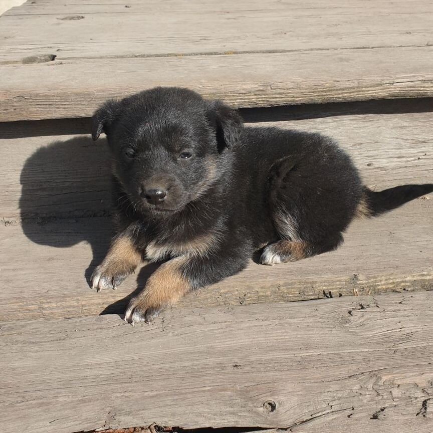 Щенок в добрые руки