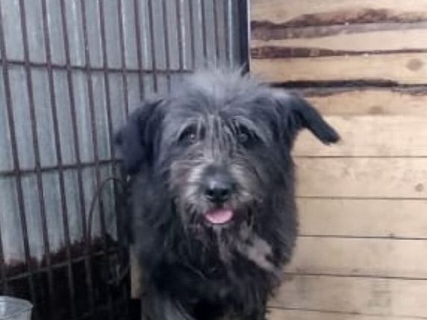 Собака терьер