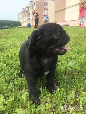 Щенкок мопса черный