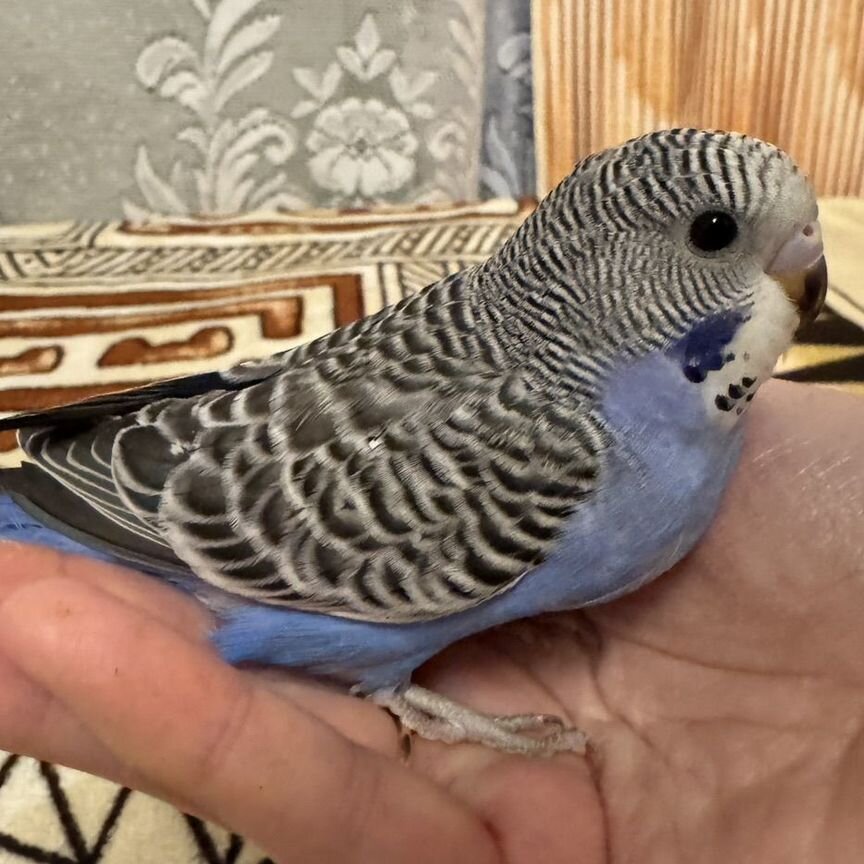 Попугай волнистый птенец