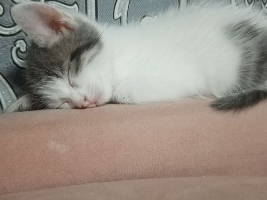 Котик