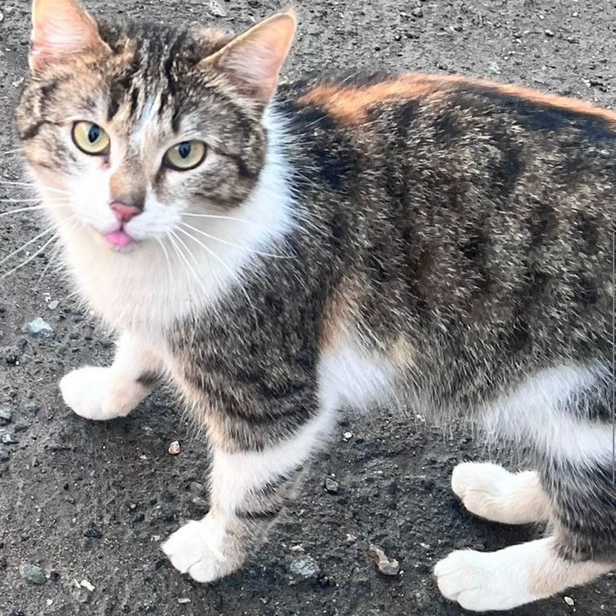 Взрослая, кошка в добрые руки