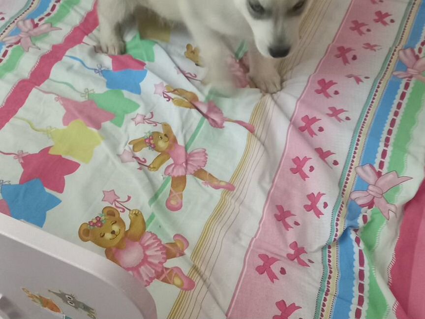 Отдам собаку хаски