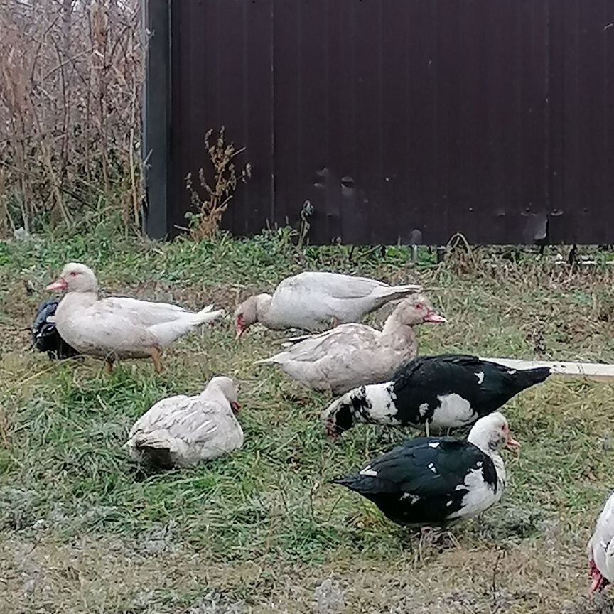 Мускусные утки