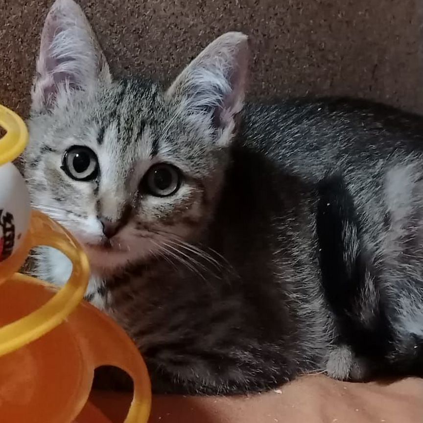 Котенок Пират 2,5 мес