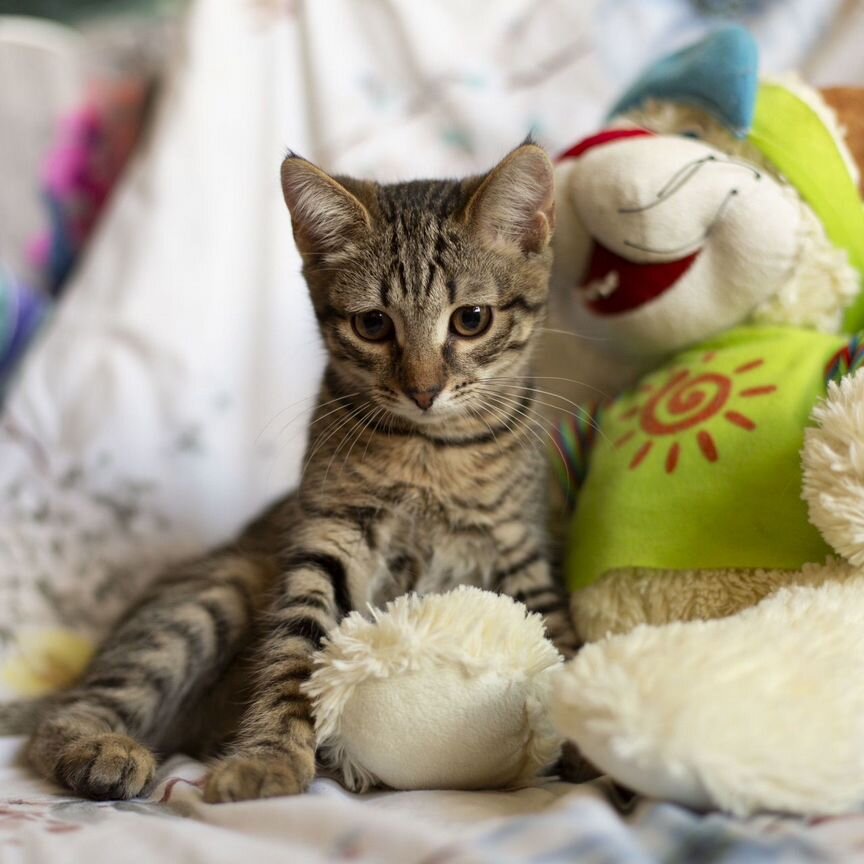 Котенок в добрые руки