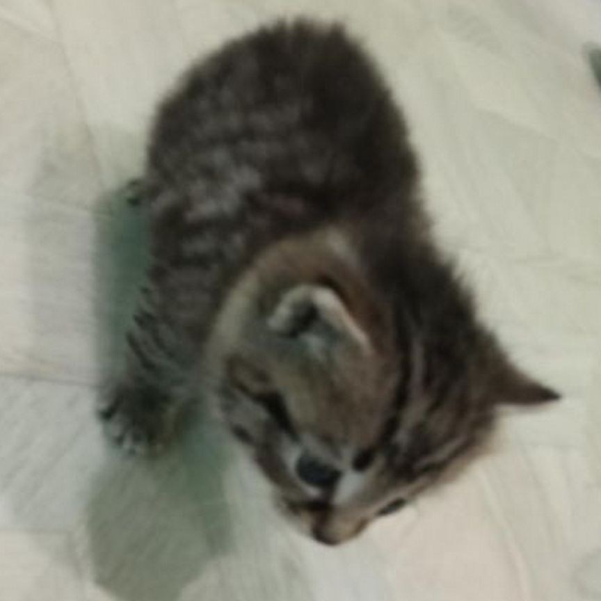 Котёнок в добрые руки