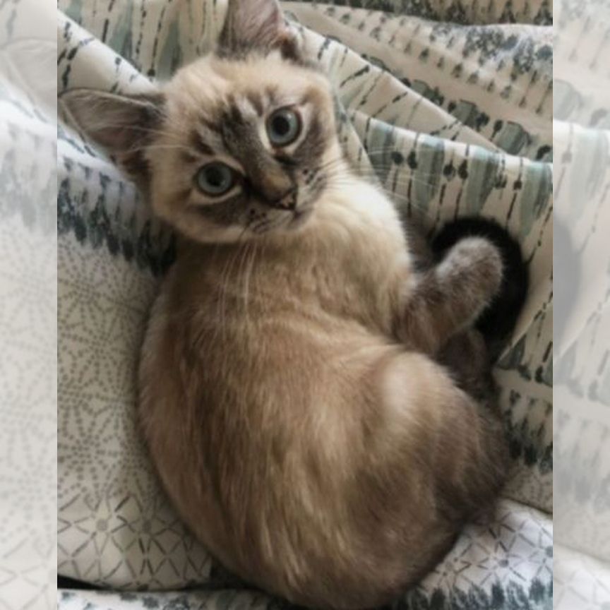 Тайский котёнок