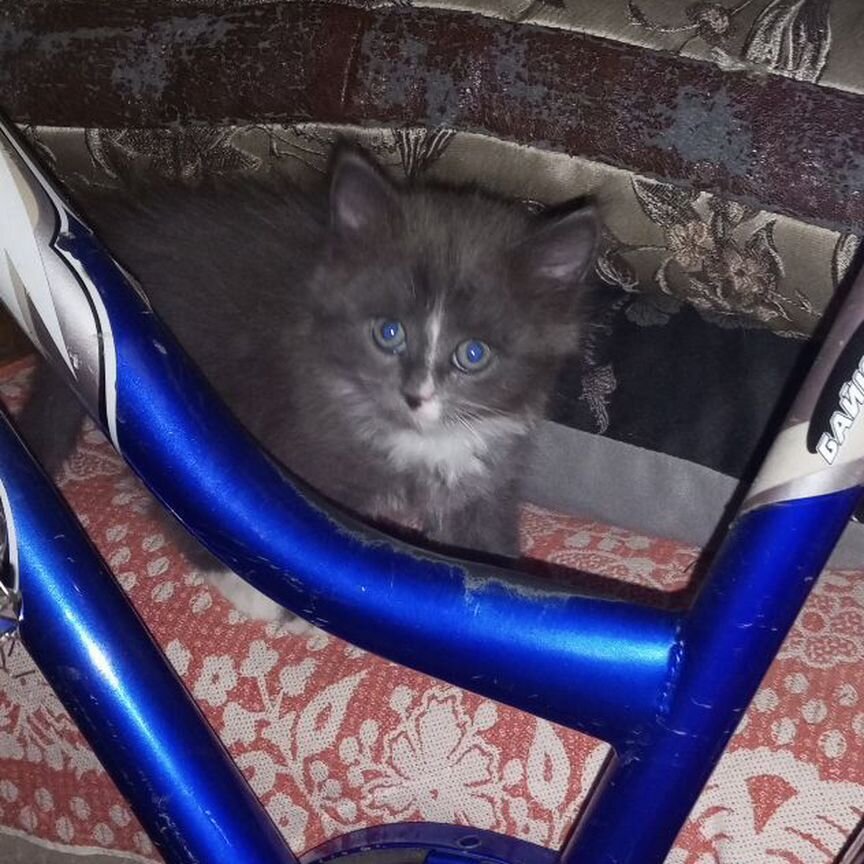 Домашние животные котята бесплатно