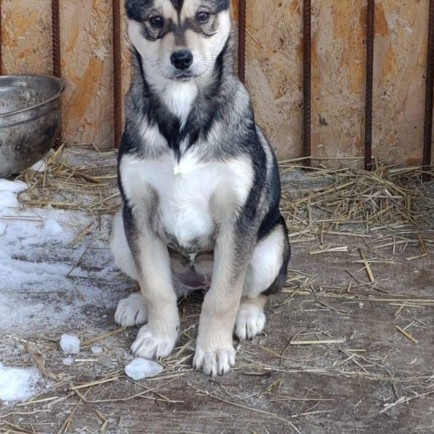 Щенки дворняги