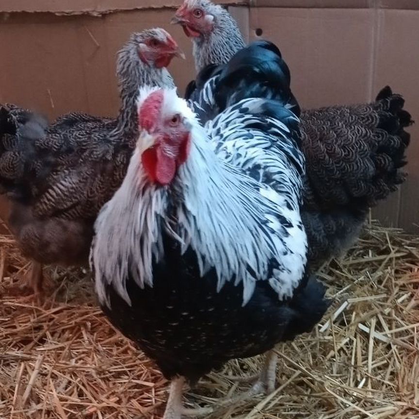 Виадонт- Патридж