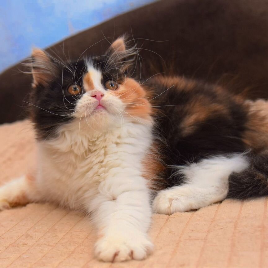 Британские котята
