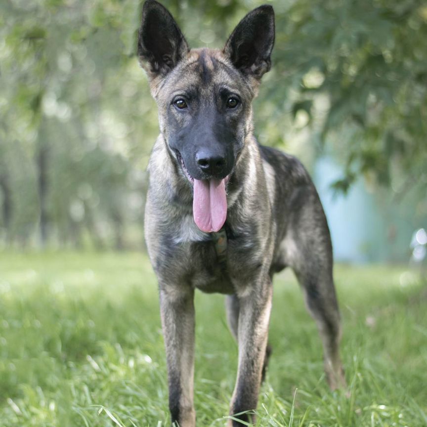 Щенок из приюта в добрые руки