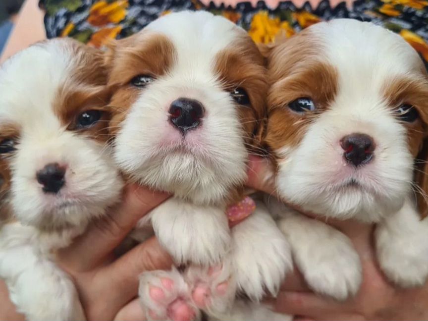 Кавалер кинг чарльз спаниель