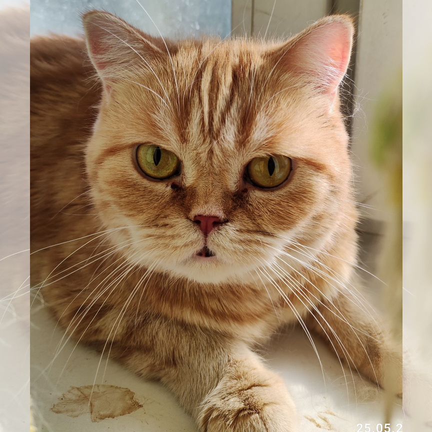Отдам шотландскую кошку
