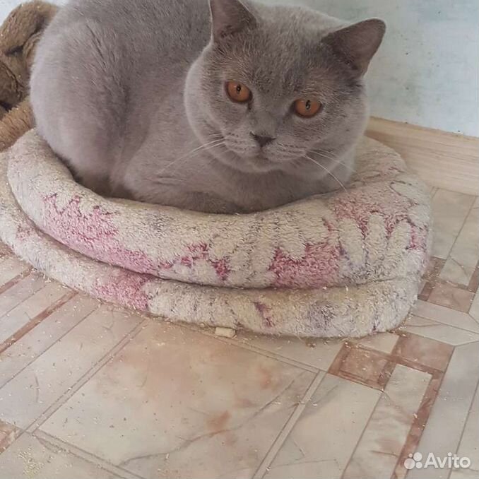 Британские котята 8 мес