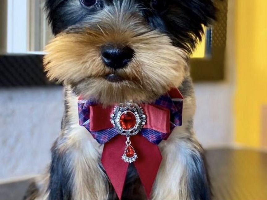 Ищем сучку для случки