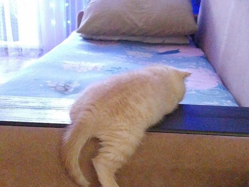 Шоколадный британец