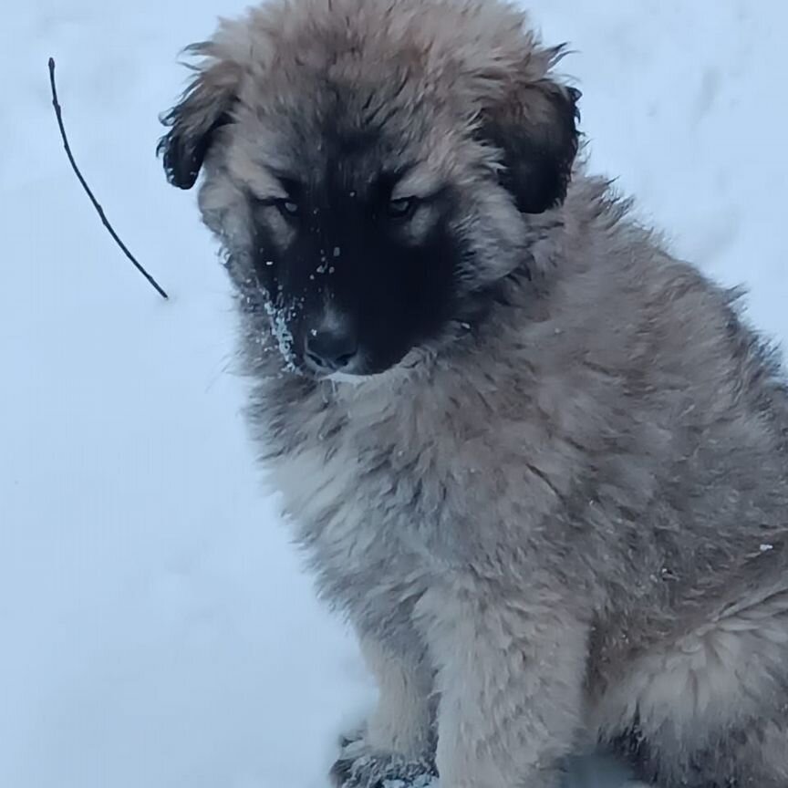 Щенок
