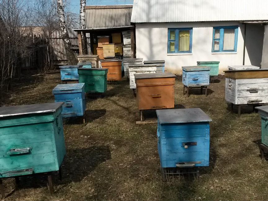 Продам пчёлосемьи, пчелоотводки, улья