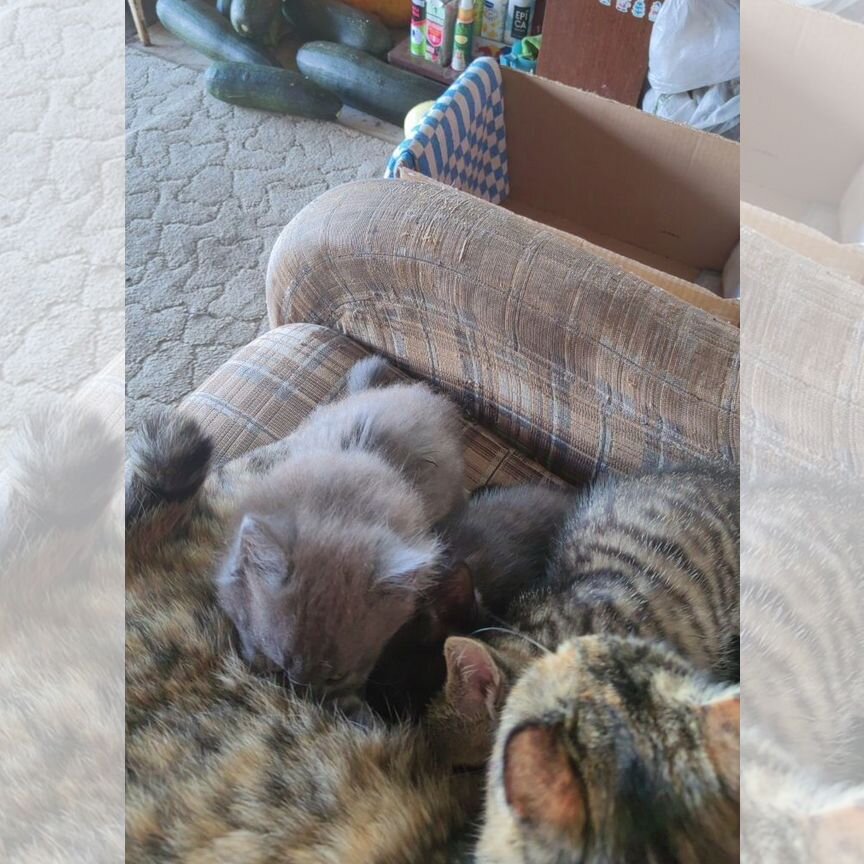 Отдам бесплатно 2 котят, 2 месяца