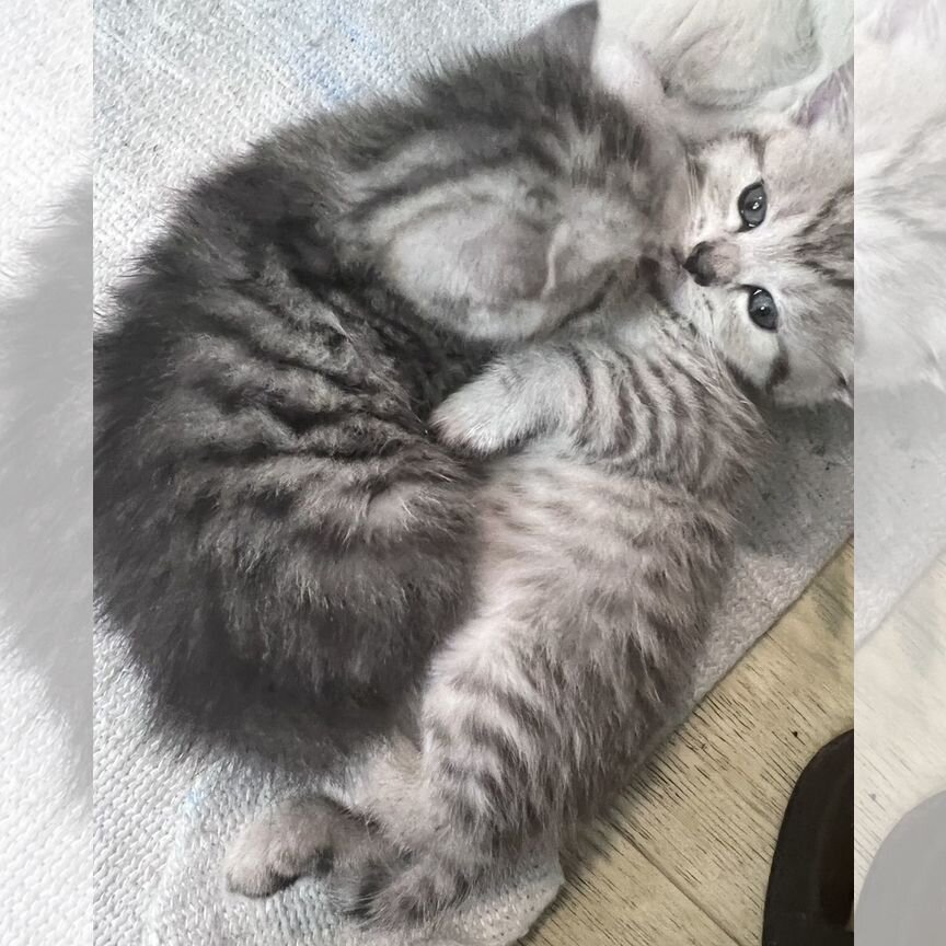 Котята в добрые руки