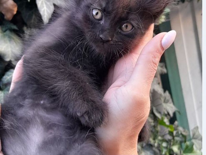 Котята в добрые руки.Бесплатно помесь британки и :