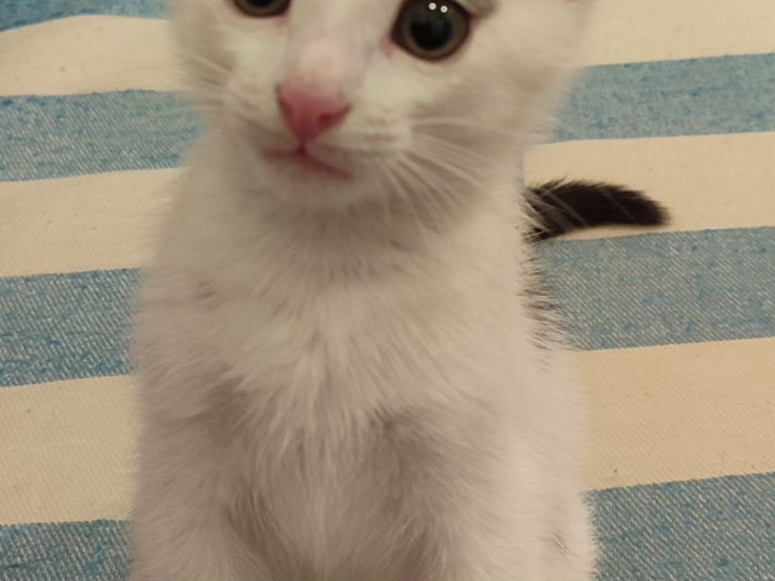 Отдам в добрые руки