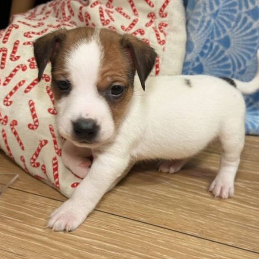 Джек-рассел-терьер, щенок