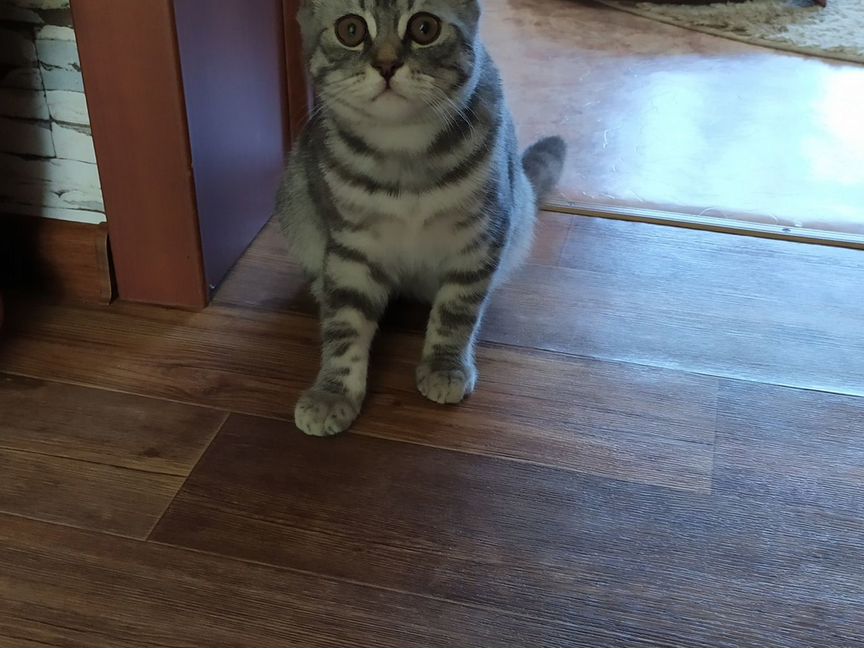 Отдам котика в добрые руки