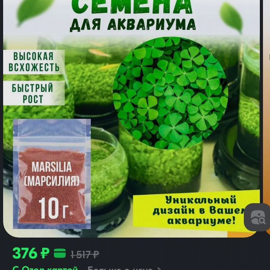 Марсилия. Семена