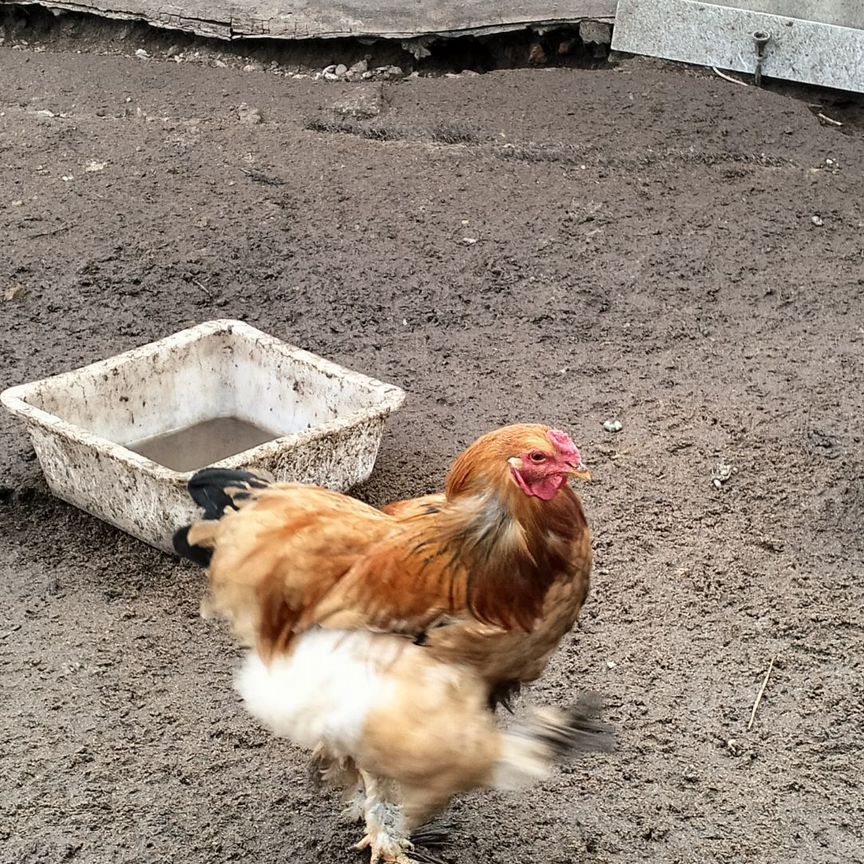 Продам Петухов породы Брама