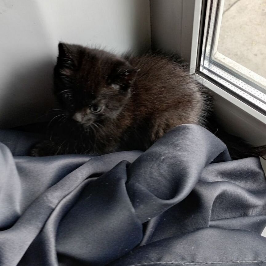 Котёнок в добрые руки