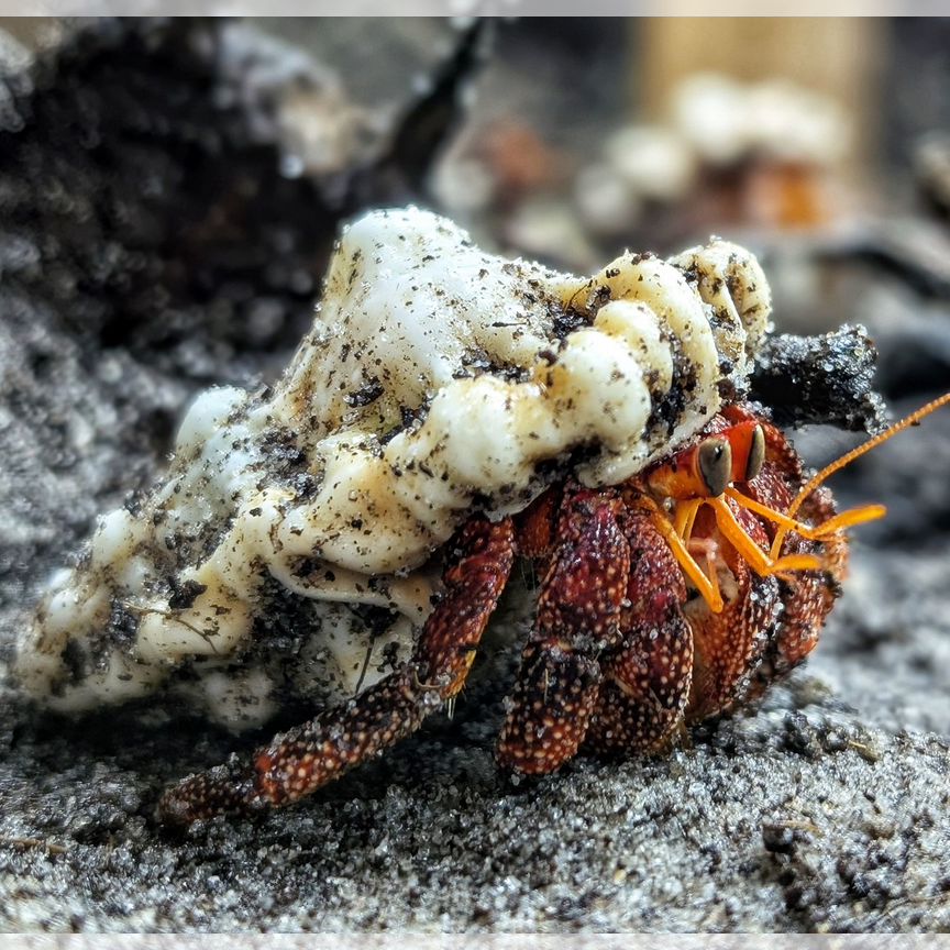 Рак - отшельник земляничный - Coenobita perlatus