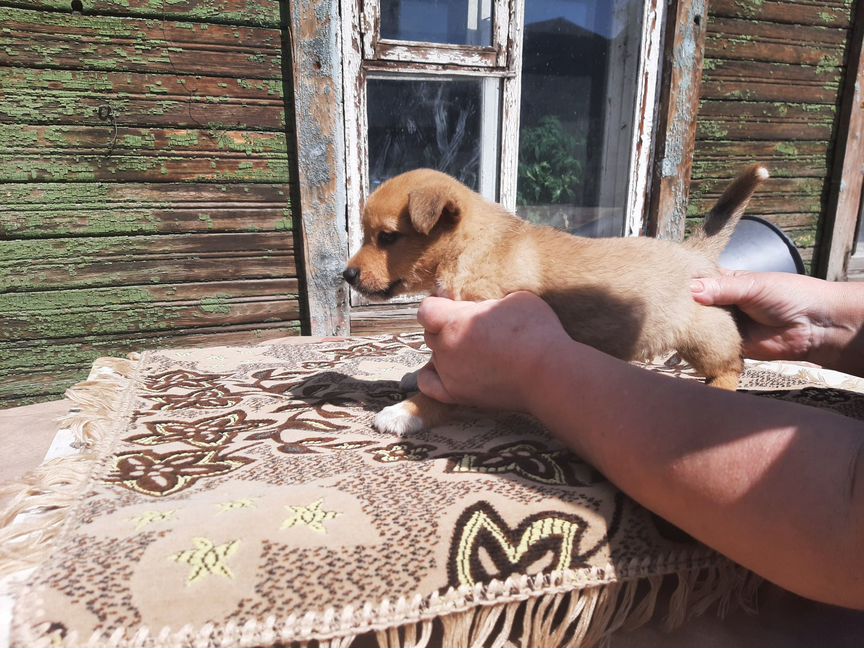 Рыжие дружочки