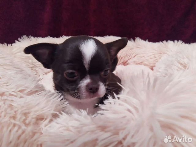 Щенки чихуахуа большой выбор окрасов