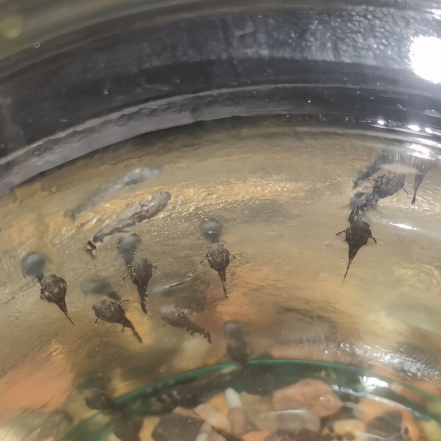 Аквариумные рыбки анциструс (сомики)