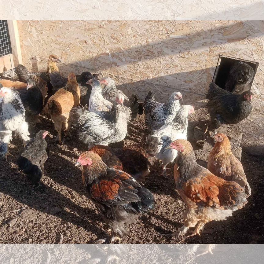 Куры породы брама