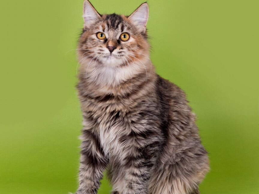 Котята Курильского бобтейла