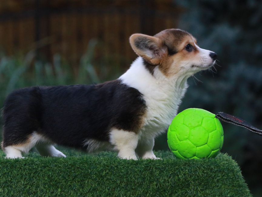 Маленькая леди