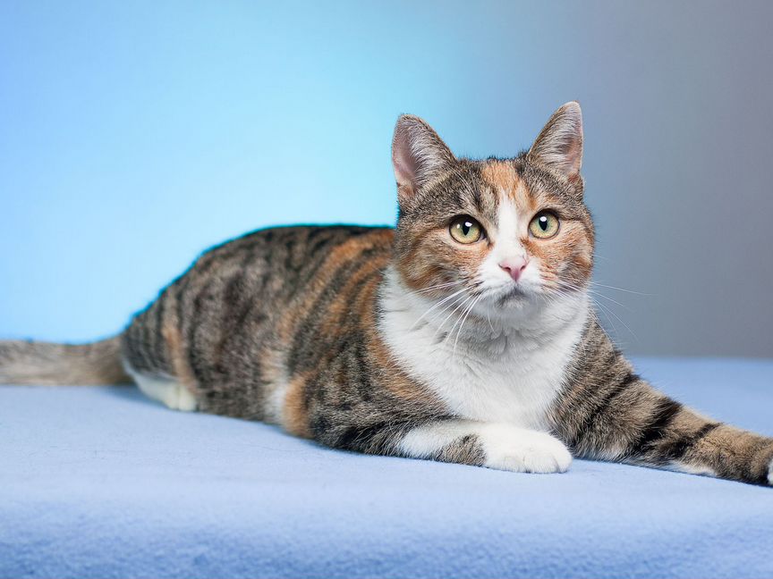 Европейская кошка